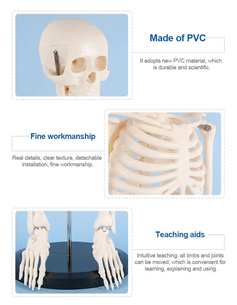 200 Cm Human Skeleton Model - 200 Artificial Bones for Teaching