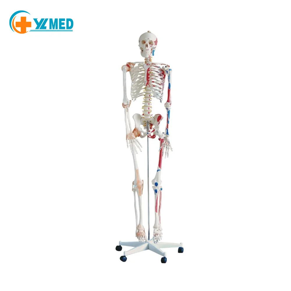 180cm Life Size Human Skeleton Medical And Science Teaching Model ...