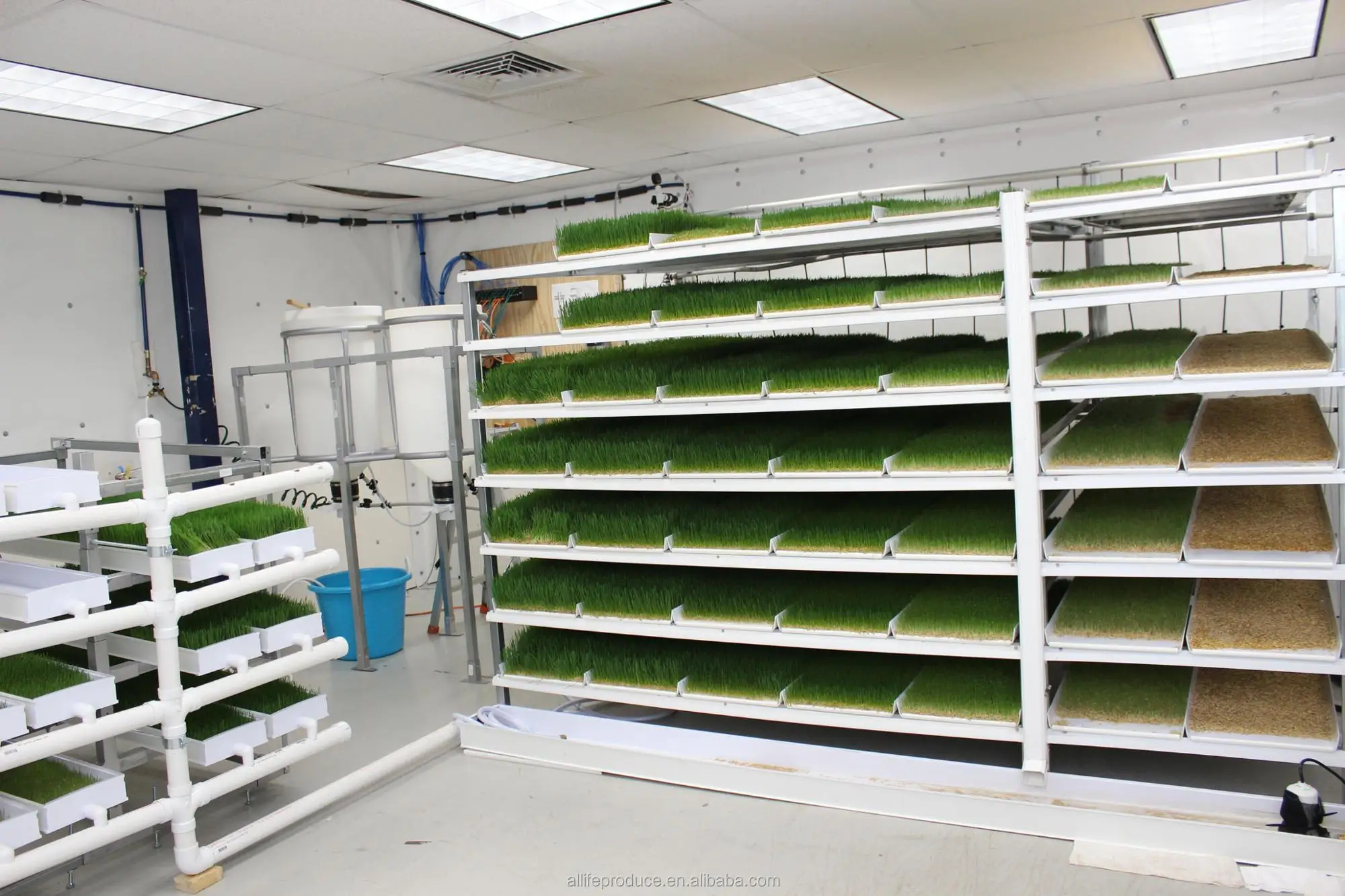 Barley Fodder Seed Hydroponic Trays for Fodder Machine| Alibaba.com