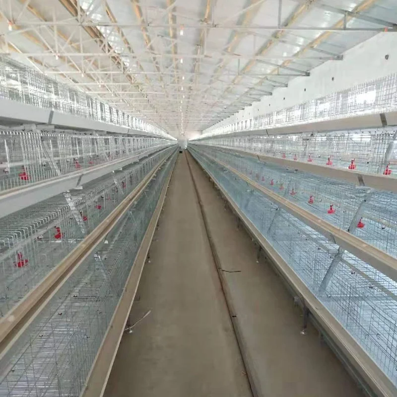 A Type Automatic Layer Cage System for Efficient Chicken Farming