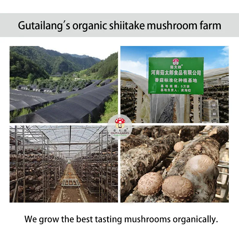High Quality Bulk Edible Mushrooms Dried Shiitake Mushrooms =customized ...