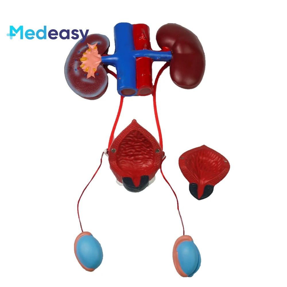 Male and Female Genitourinary System Model - Kidney Anatomy Mold