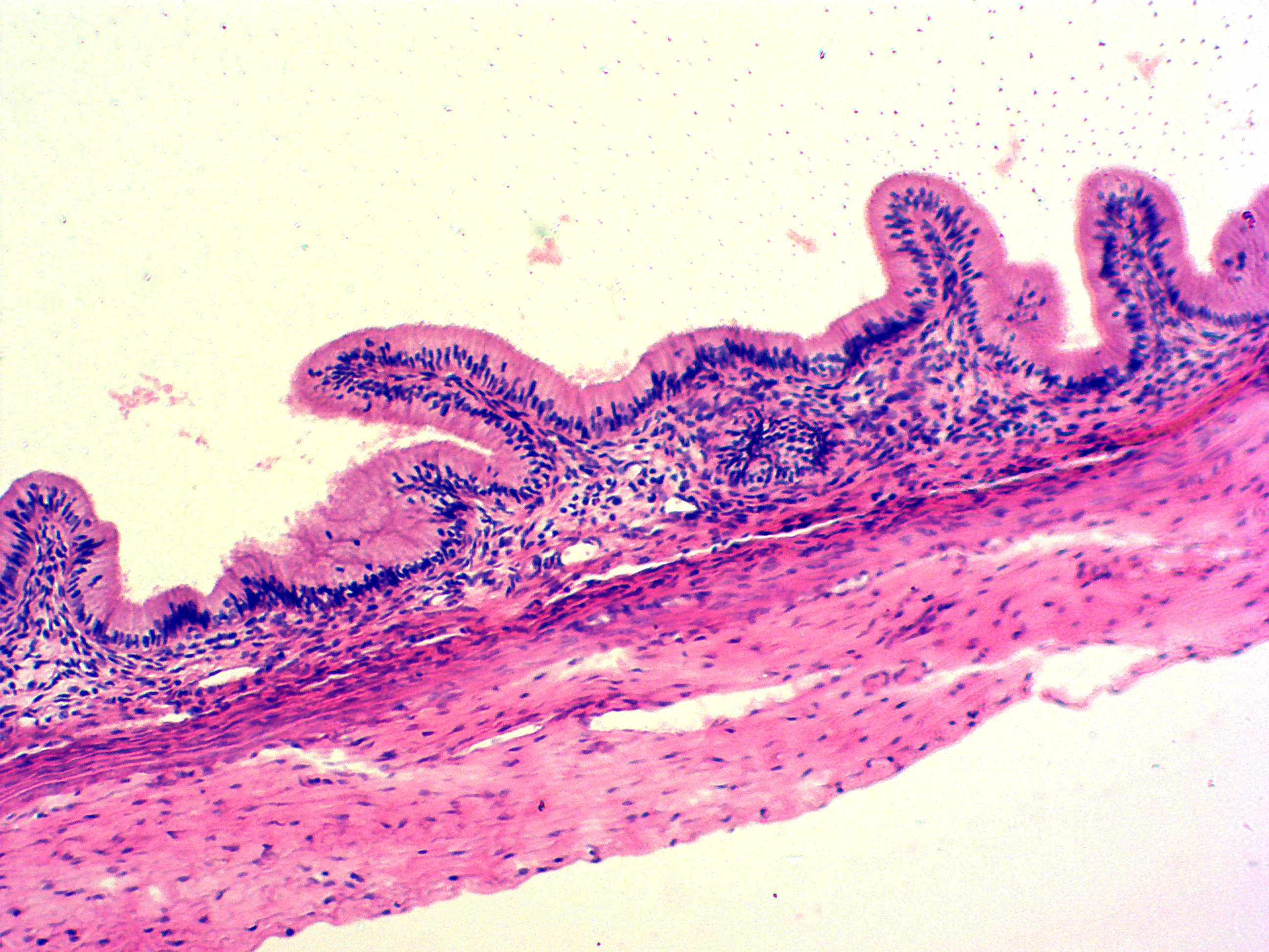 Alibaba.com: 100PCS Human Microphotograph Histology Prepared Slides Set ...