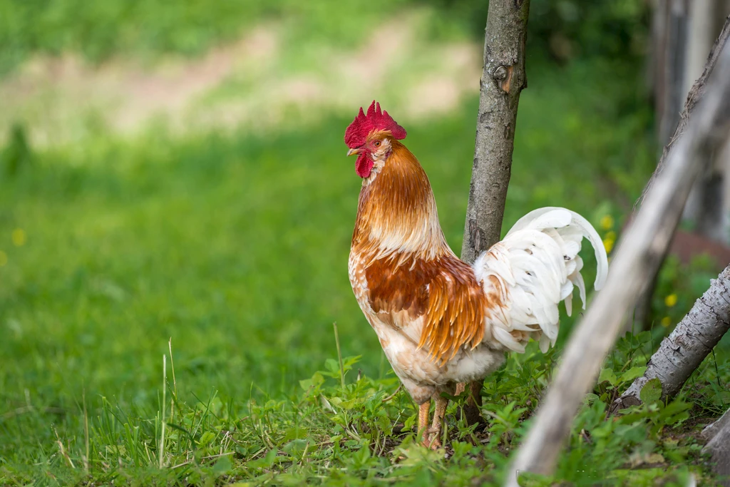 Protein Chicken Animal Feed Corn Gluten Feed For Animal Feed - Buy Buy ...