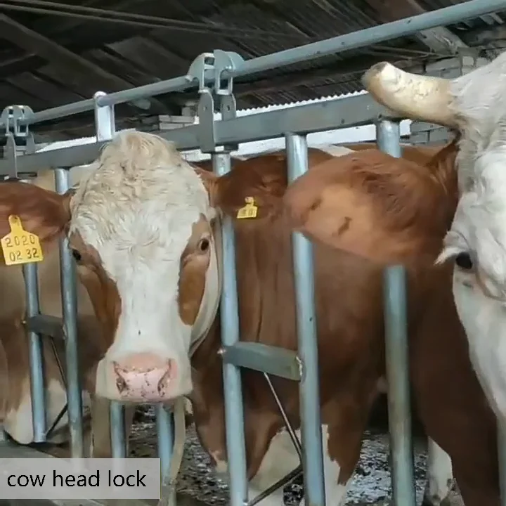 Dairy Farm Management Equipment Durable Cow Neck Lock Galvanized Cow ...