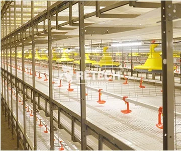 Philippines Ccs Chicken Building Floor Farming Upgrade Automatic Chain ...