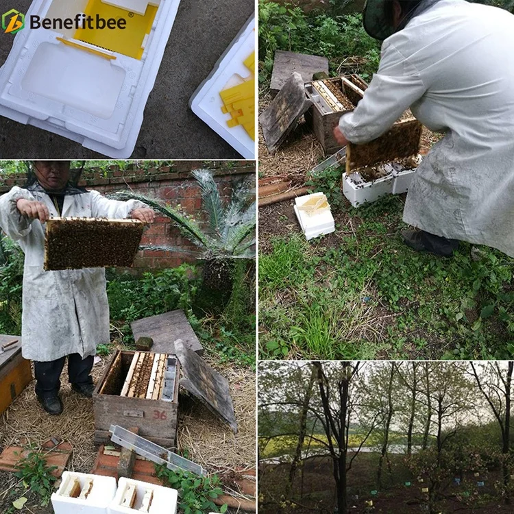 Benefitbee Eps Foam Queen Bee Box Mini Mating Nuc Beehive | Wholesale