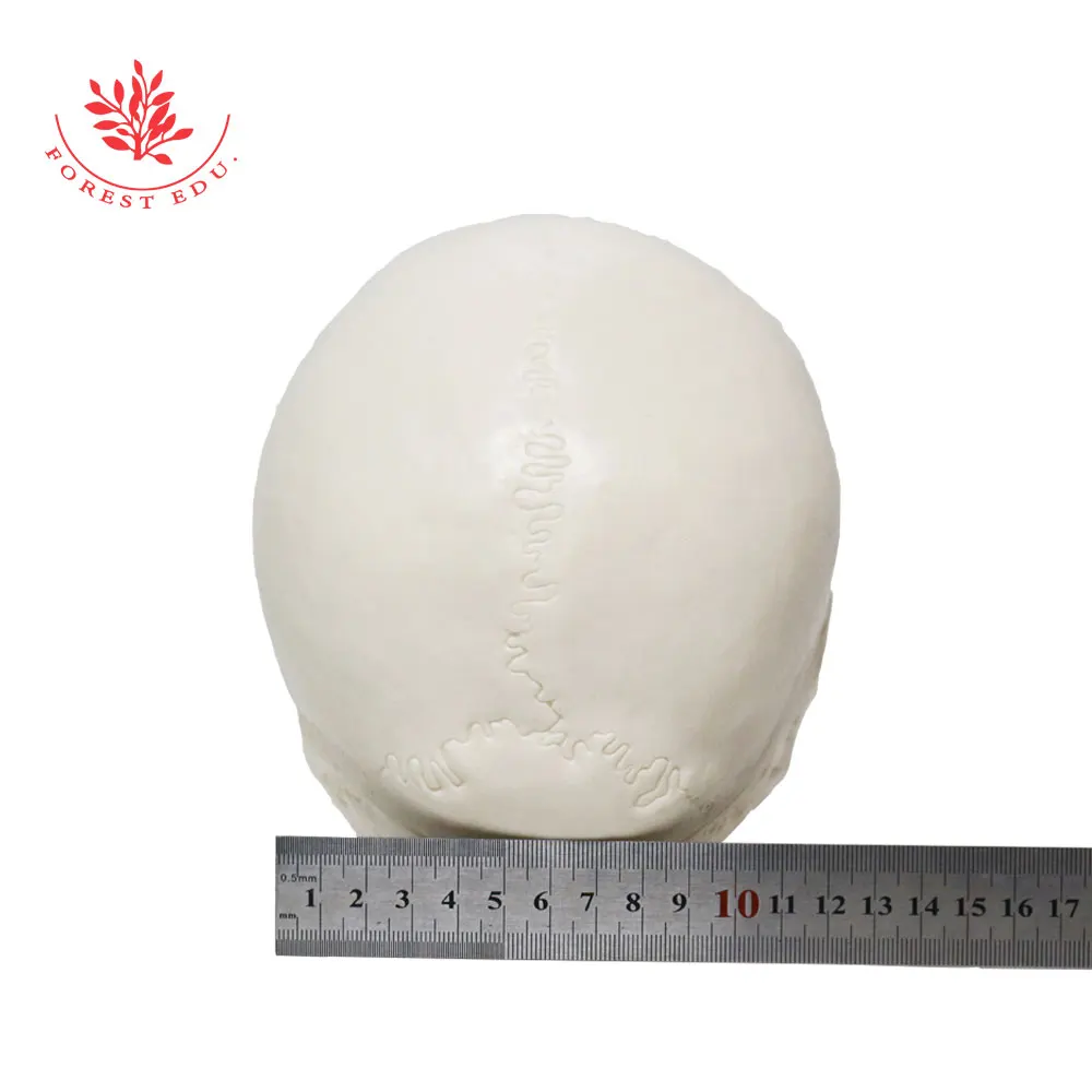 Human Skull Model Life Size White Basic Model With Removable Skullcap ...