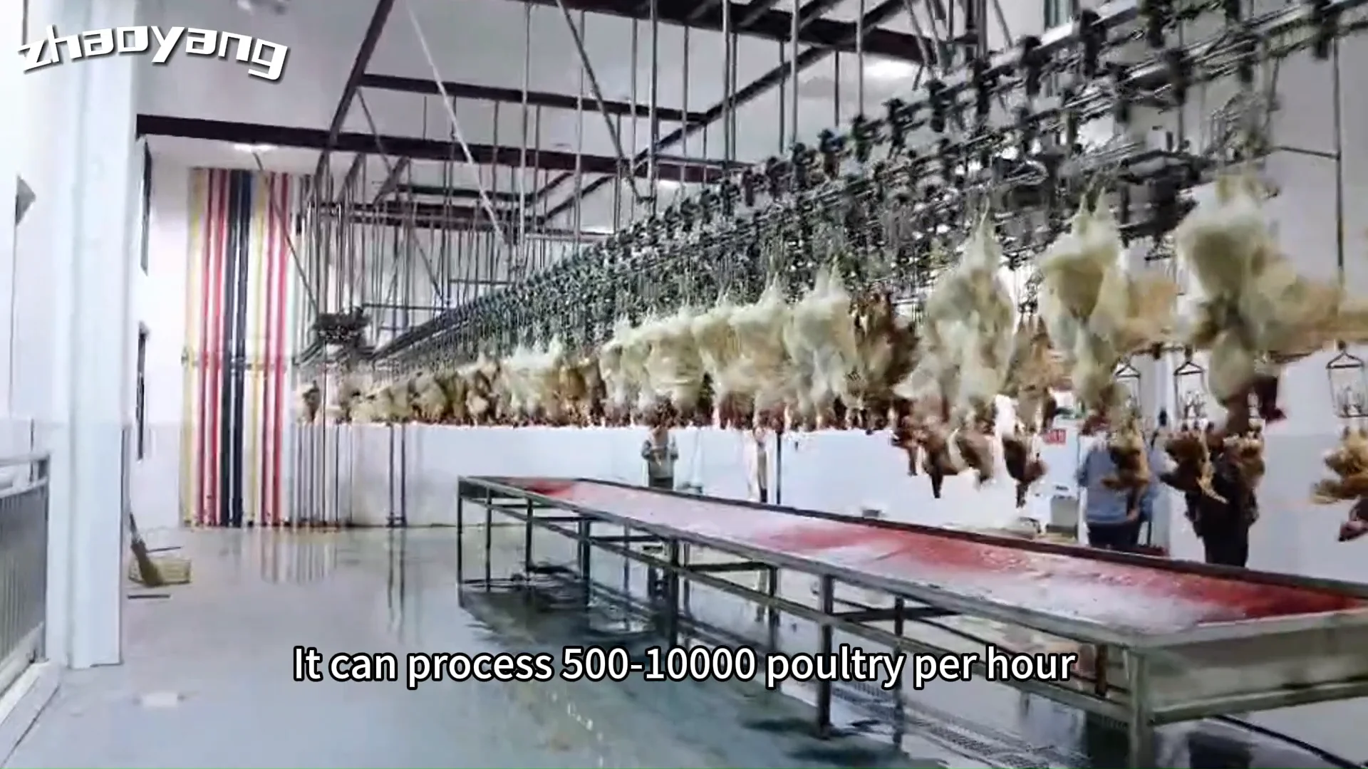 Mini Manual Poultry Chicken Abattoir Slaughterhouse Equipment For ...