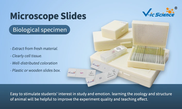 Biological Slide Pure Manual Manufacturing Laboratory Training Human ...