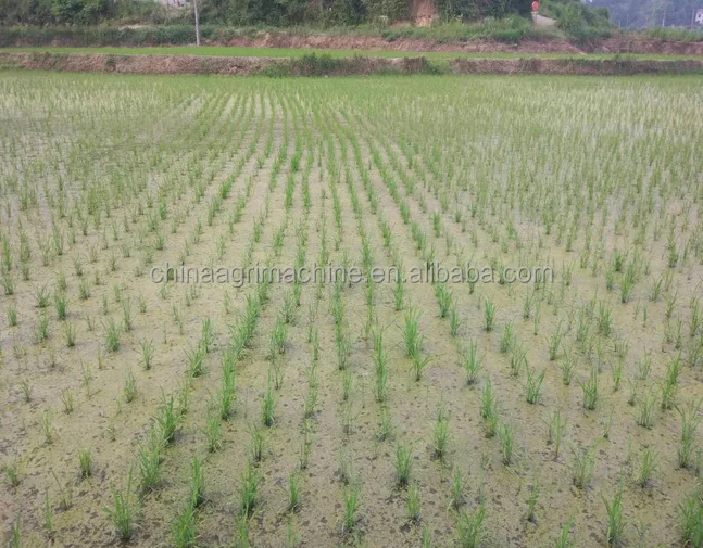 Hand Push Paddy Planter/rice Planting Machine/rice Seeder - Buy Paddy ...