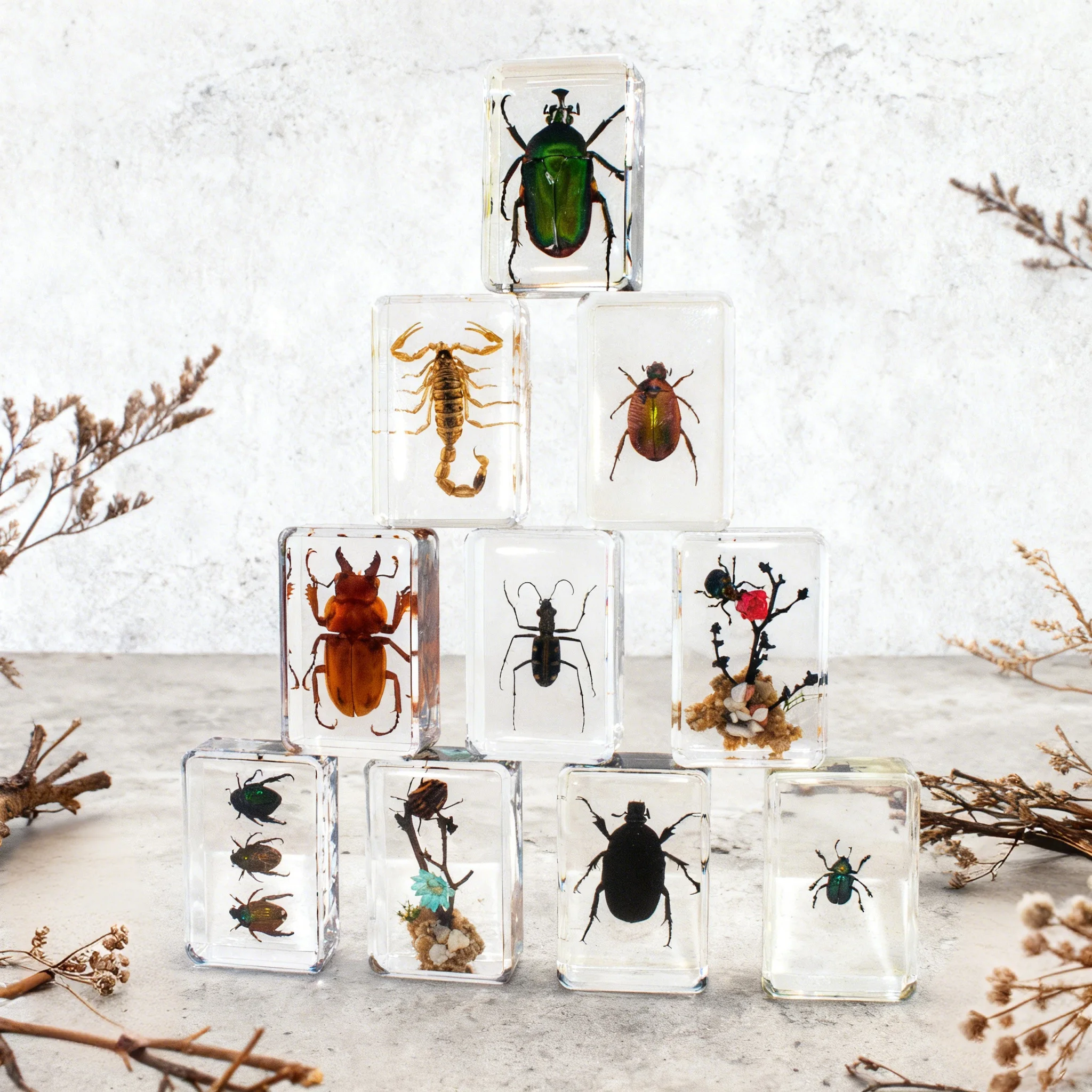 Real Insect Specimen Paperweight Various Animal Models Preserved in ...