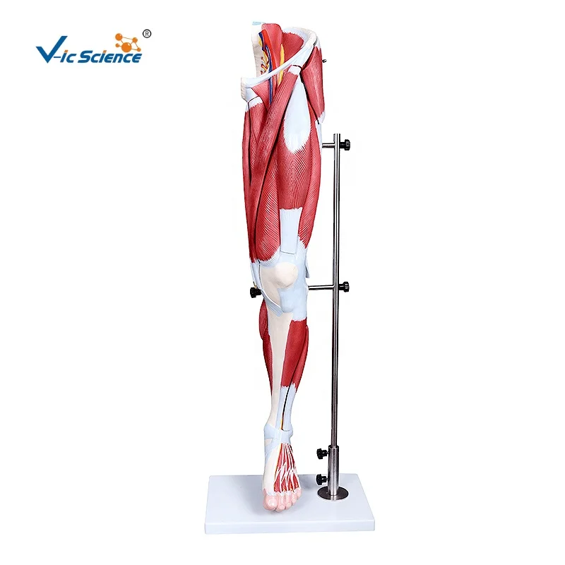 Anatomy Of Leg Muscle Model