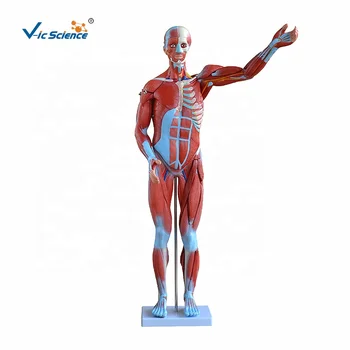 Human Body Muscles With Internal Organ Model Muscle Anatomy Model ...