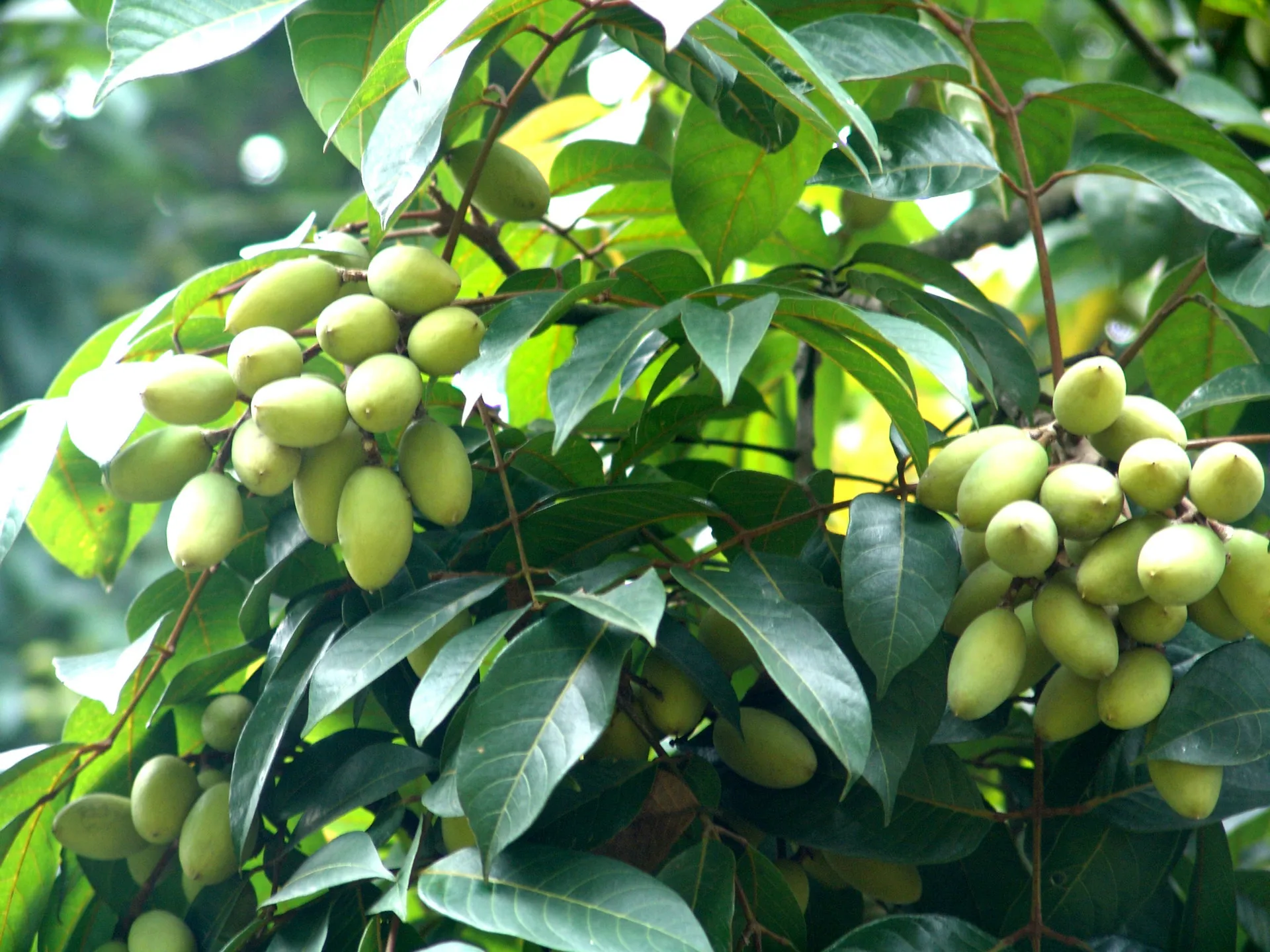 Olive Leaf Canarium Album Raeusch Leaf Extract Hydroxytyrosol 1% 25% ...