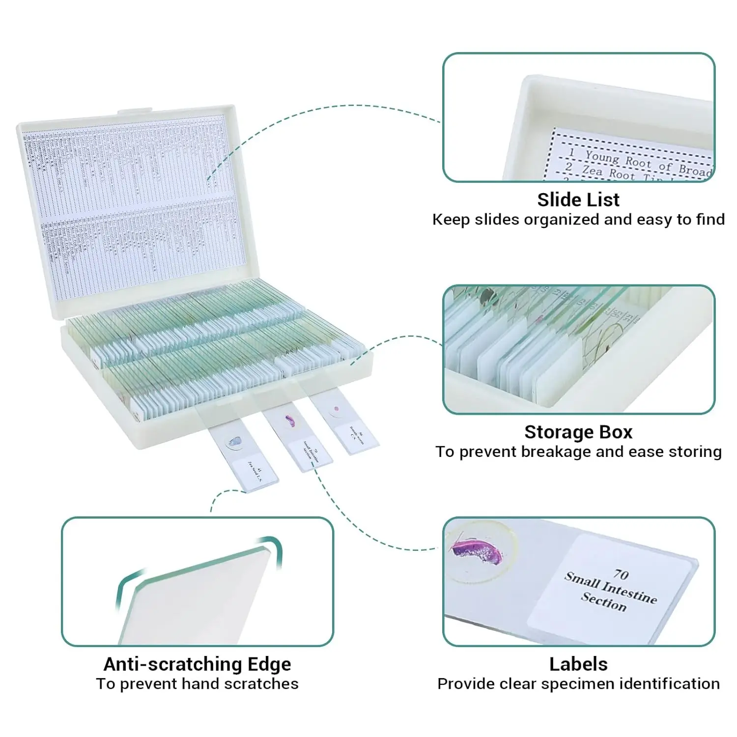 Higher Education Standards Human Histology Prepared Slides For ...
