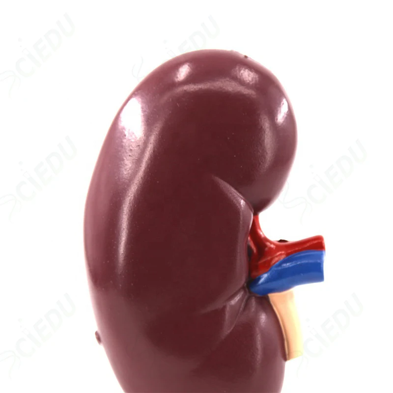 Medical Science Anatomy Kidney Model Teaching Resource Aids Anatomy ...