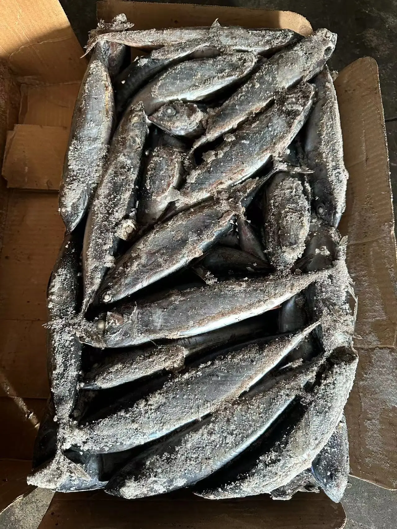 New Processed Seafood Frozen Bonito Tuna Whole Round Origin China For ...