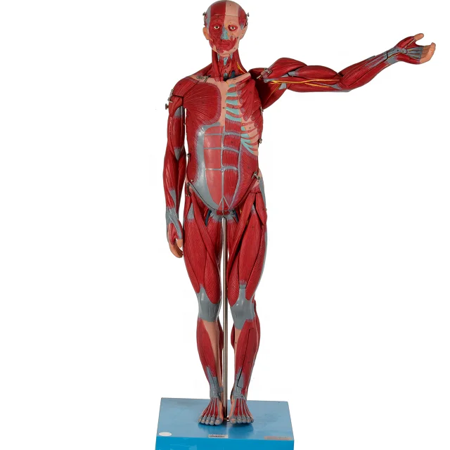 Gd/a11301/2 Medical Science Human Muscles Anatomical Model With ...