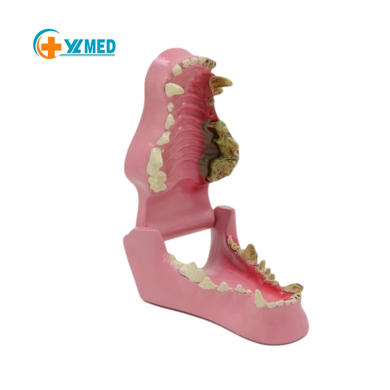 Animal Tooth Model Canine Tooth Anatomical Model Comparison Model Of ...