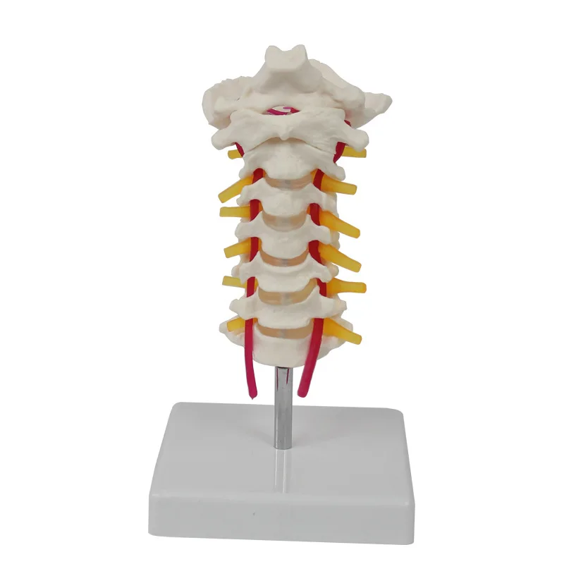 Medical Science Human Cervical Joint Model Series Model for Students to ...