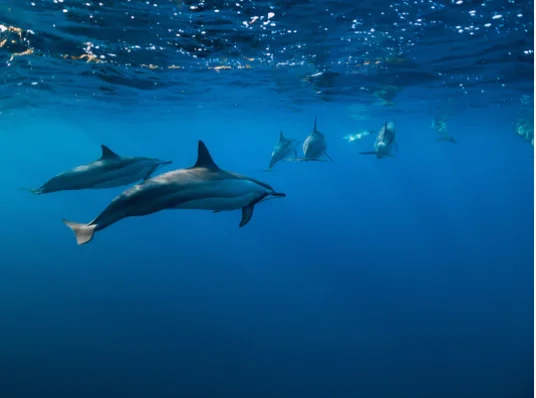 RVM - Reverse Vending Machine for Plastic Bottle Recycling