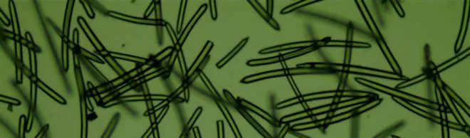 K Collagen Regeneration Skin Cell Renew Natural Seaweed Extract Micro ...