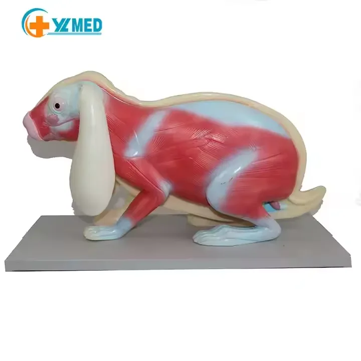 Medical Science Animal Science Experiment Anatomy Internal Structure ...