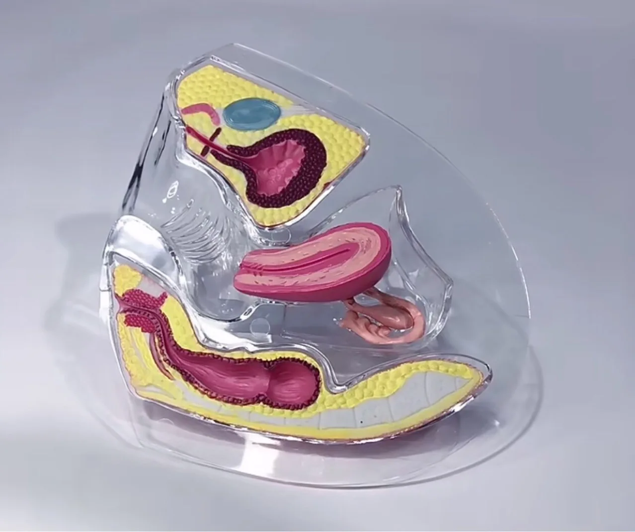 Female Anatomical Model - Reproductive System Insights