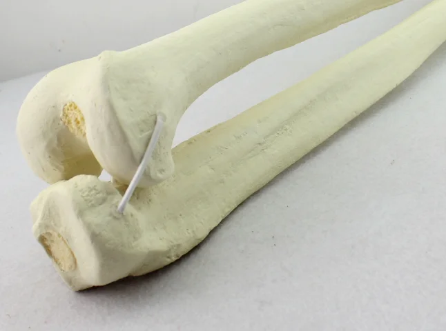 Human Tibia And Fibula Bone Model For Medical Learning And Training ...
