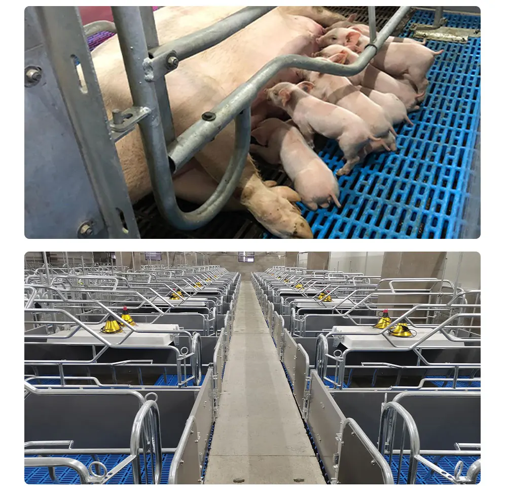 Popular Sow Farrowing Bed Pig Pen Sow Farrowing Crate with Cast Iron ...