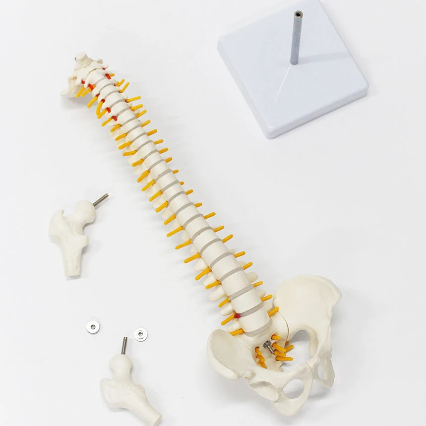 Medical Science Human Anatomical Skeleton Model For Teaching Use 45cm ...
