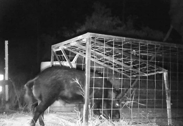 Wild Hog Traps - Efficient Catch Cages for Animal Control