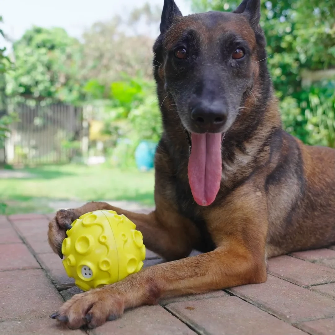 New Pet Weird Sounding Toy Bite Resistant Dog Educational Training ...