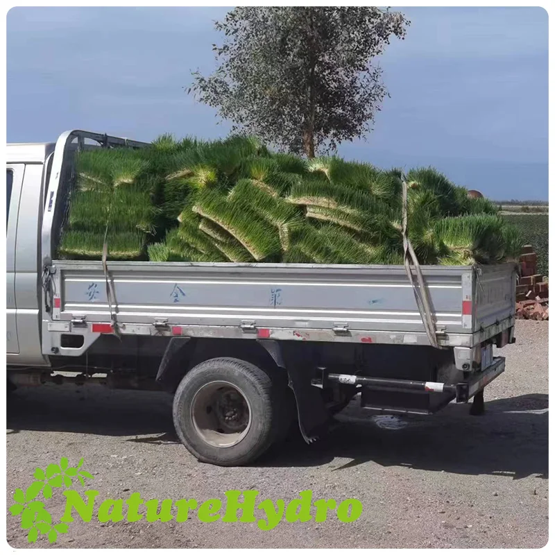 Containerfarm Fodder Production In Shipping Containers Grass Seeds ...