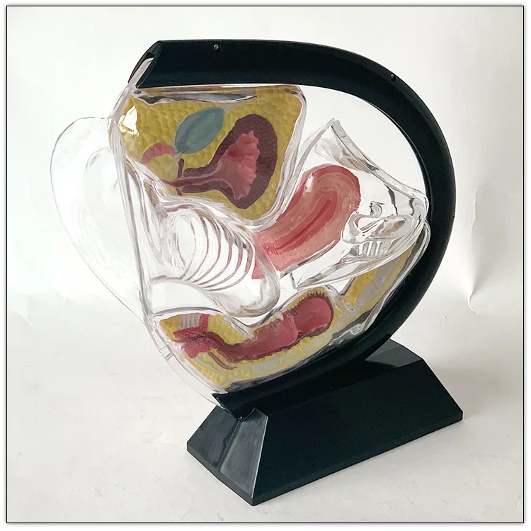 Female Anatomical Model - Reproductive System Insights