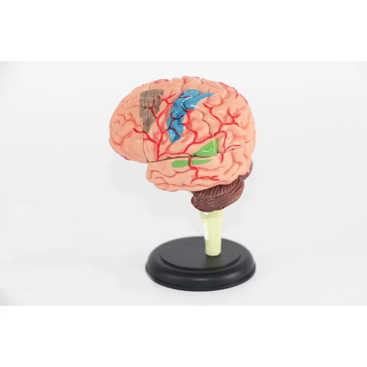 Wholesale 4D Brain Model - Detailed Human Anatomy Manikin