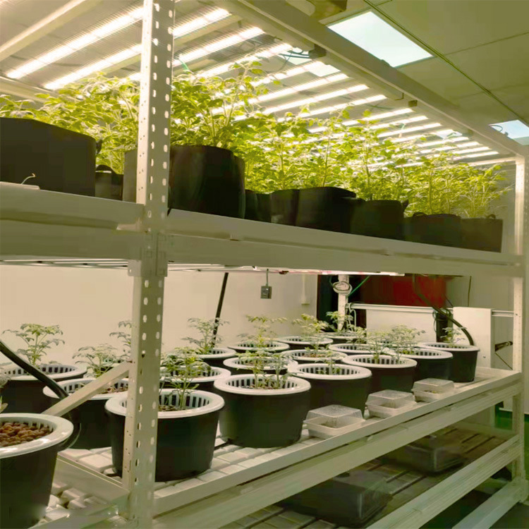 Multi Level Grow Rack System Aluminium Vegetable Growing Hydroponic ...