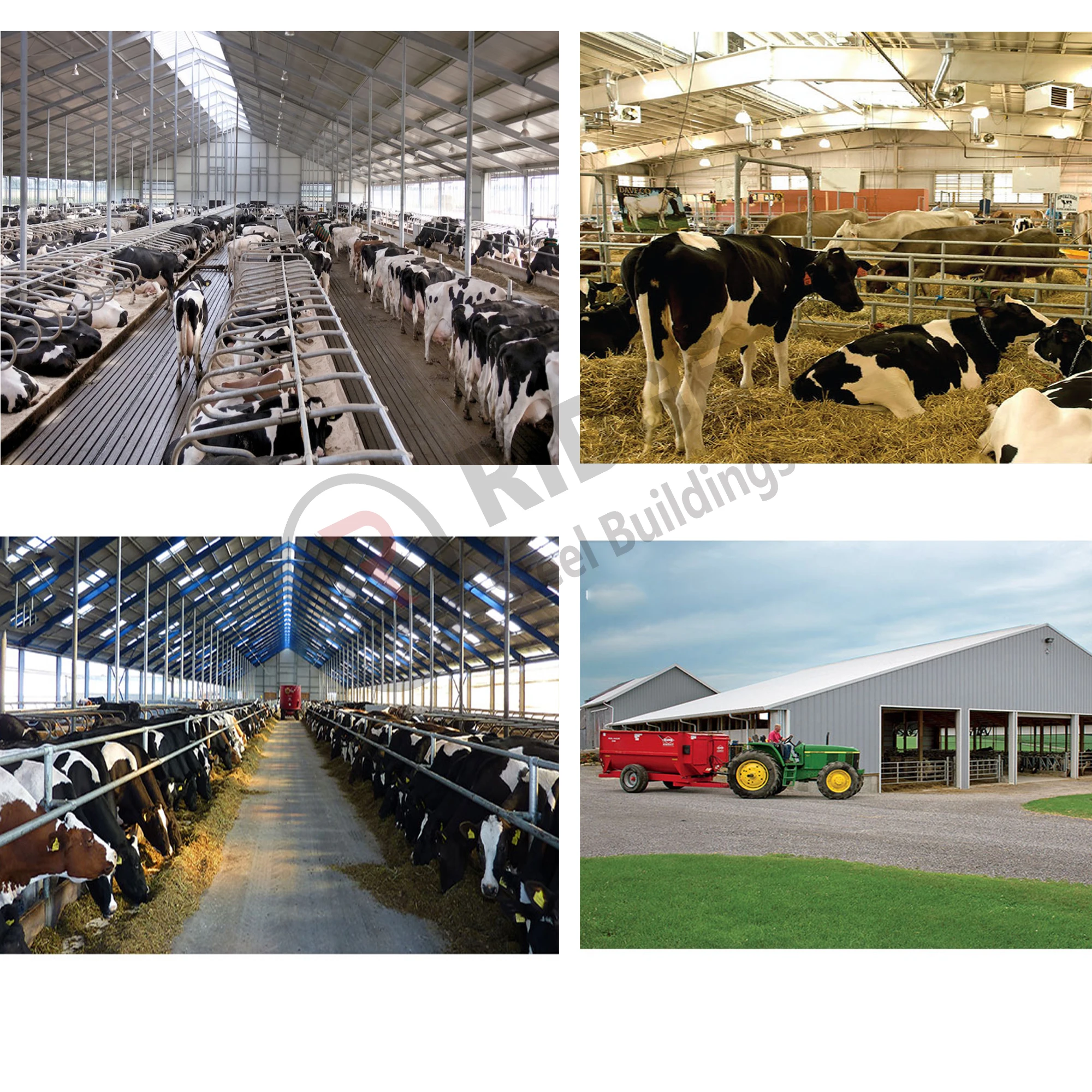 H Beam Steel Structure - Prefabricated Cattle Farming Barn