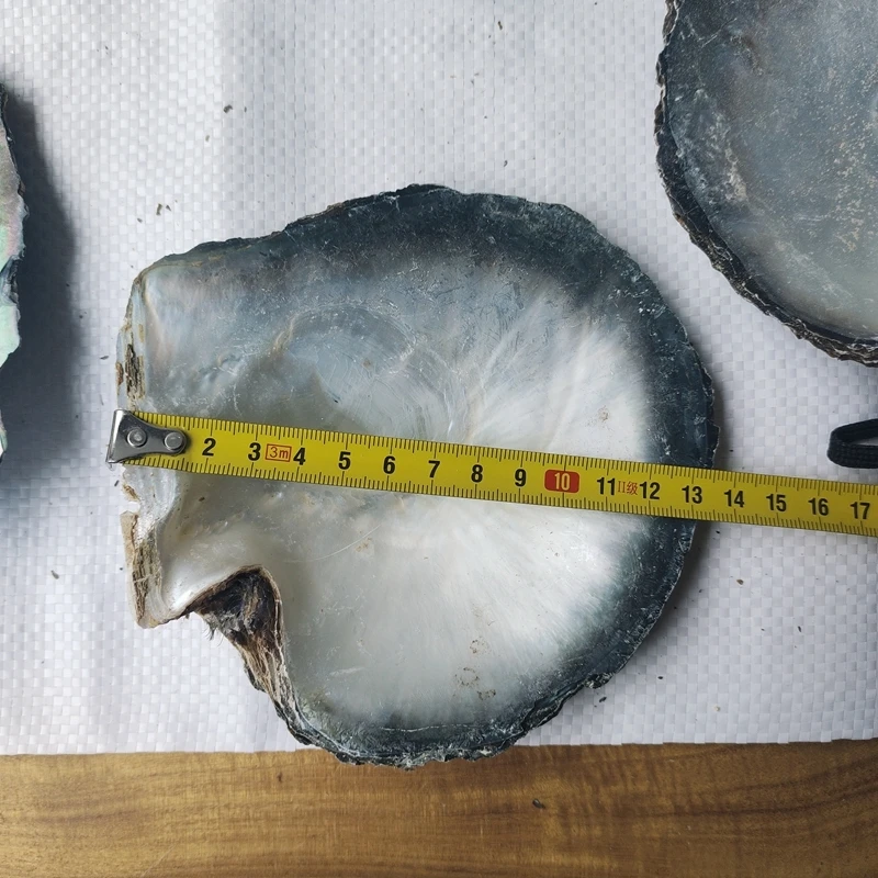 Wholesale Big Size Raw Natural Black Lip Mother Of Pearl Shell In Stock ...