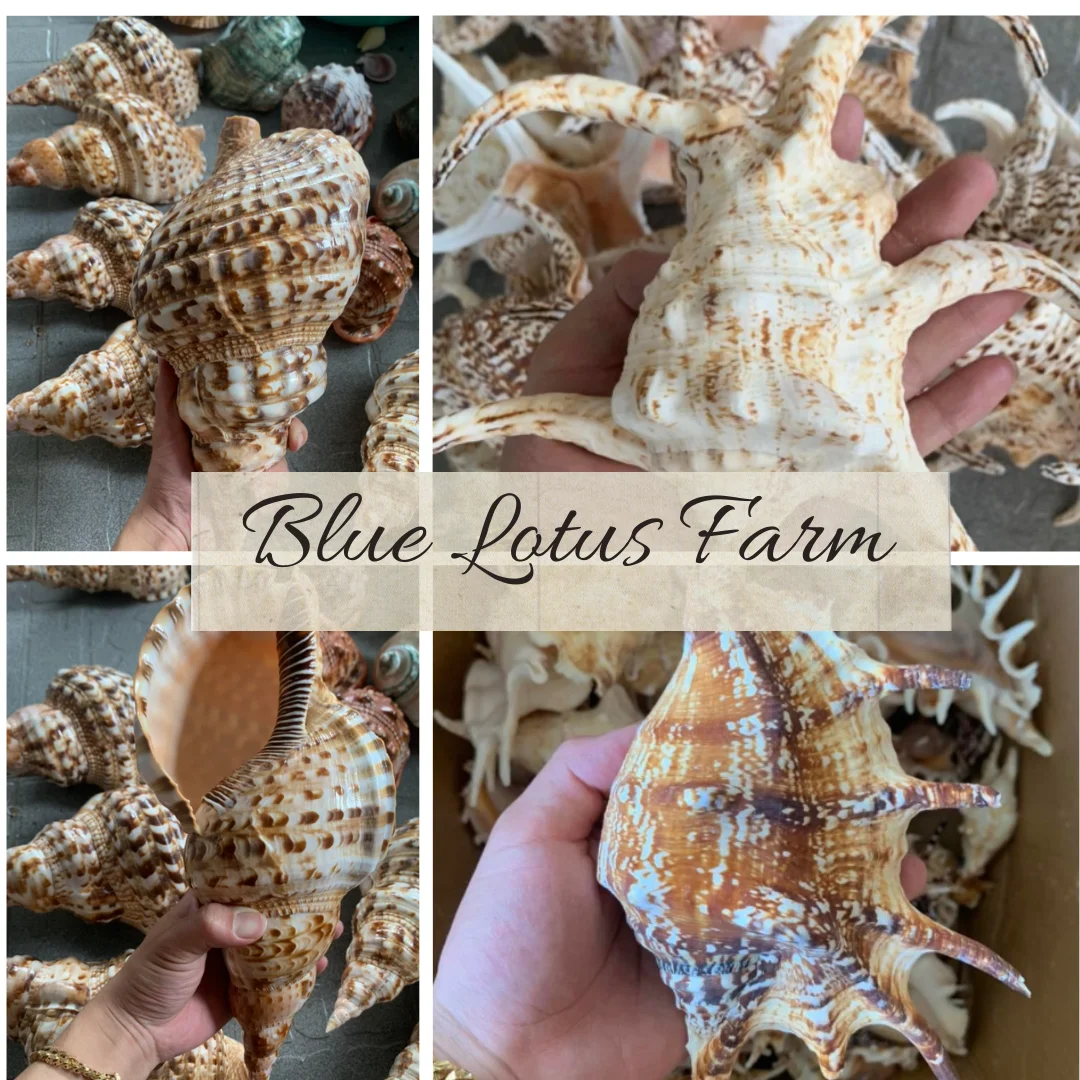 Vietnam Breastfeeding Baby Shells Seashell Limpet Handicraft for Bra ...