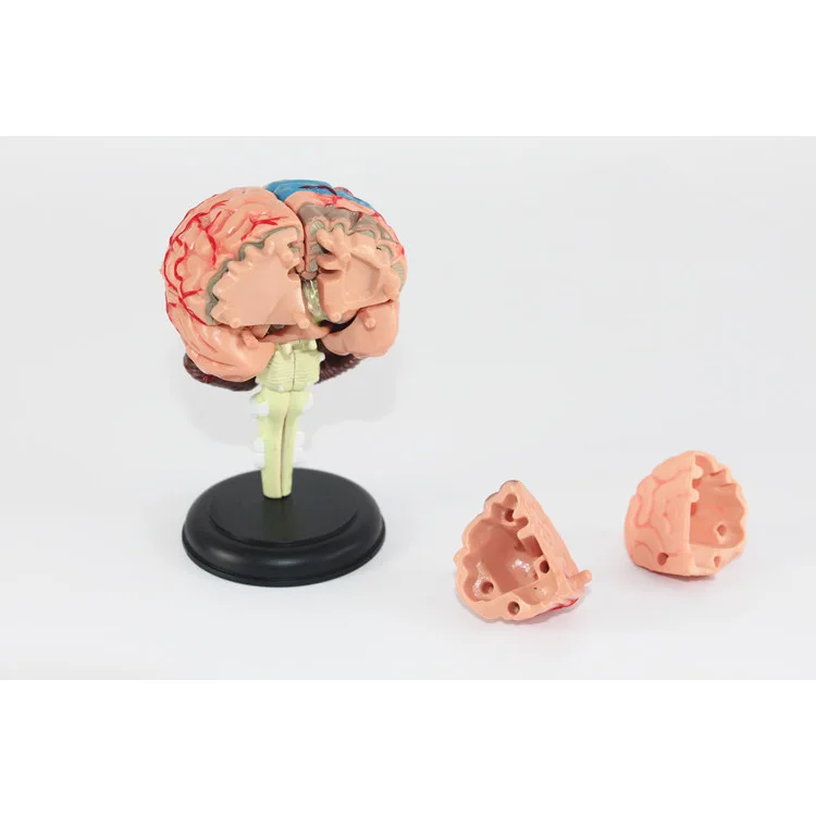 Wholesale 4D Brain Model - Detailed Human Anatomy Manikin