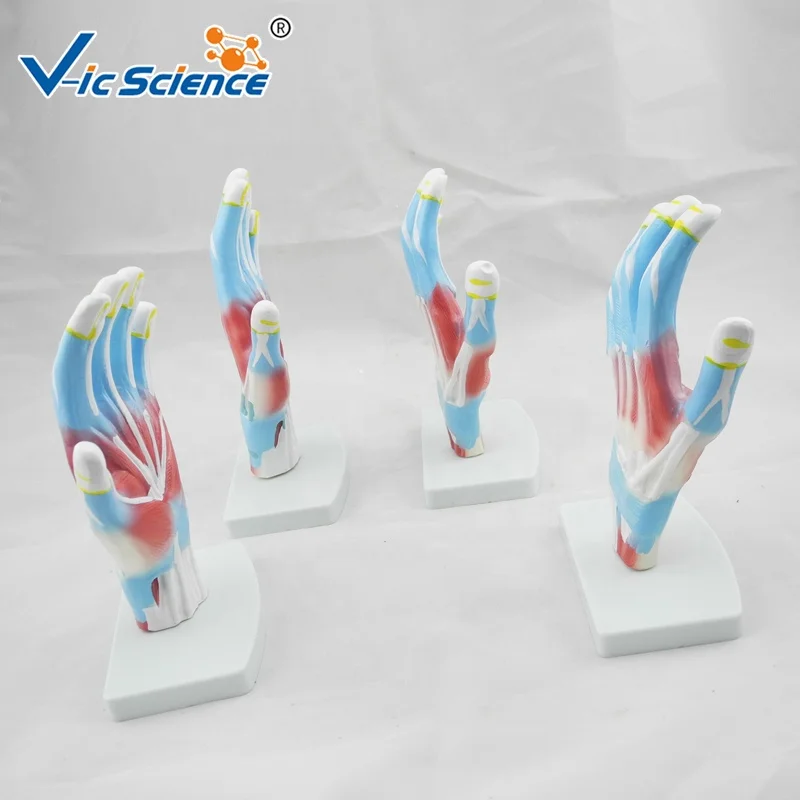 Medical Science Palm Anatomy Model Detailed Hand Structure for ...