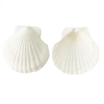 Hot Sale White Holes Conch Scallop Shell Natural Seashell From Sea ...