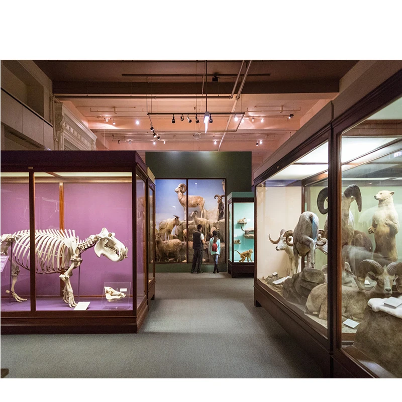Museum Display Showcase and Science Museum Exhibits Wood and Metal ...