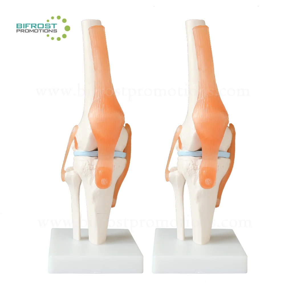 Human Life Size Skeleton Anatomical Joint Knee Model| Alibaba.com