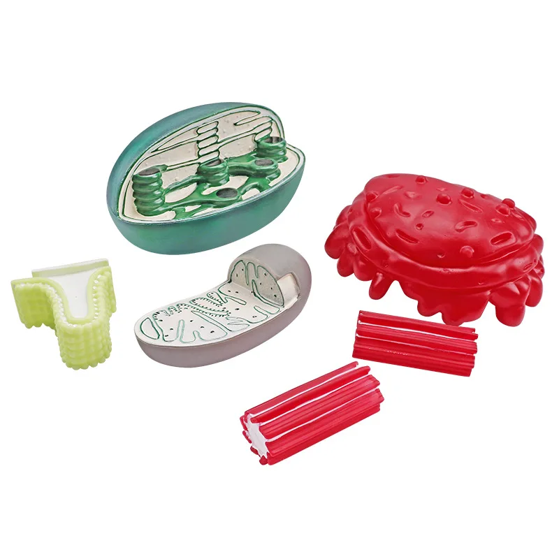 Plastic Organelles Structure Model Cell Model for Teaching Biology ...