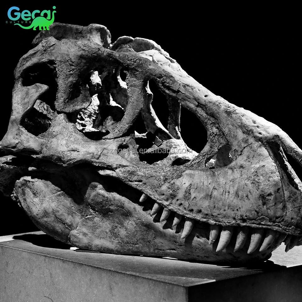 Gecai Museum Quality Artificial Dinosaur Fossils Bones Resin Dinosaur ...