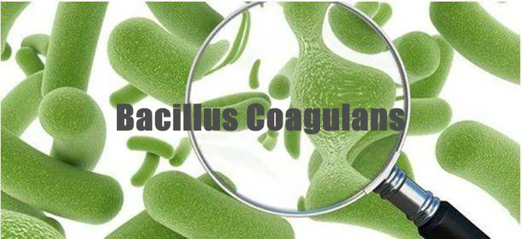 Food Grade Probiotics Powder Bacillus Coagulans Probiotic Powder Freeze ...