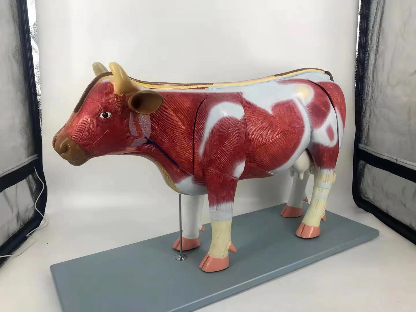 Cow Structure Anatomical Model With Detachable Organs for Veterinary ...